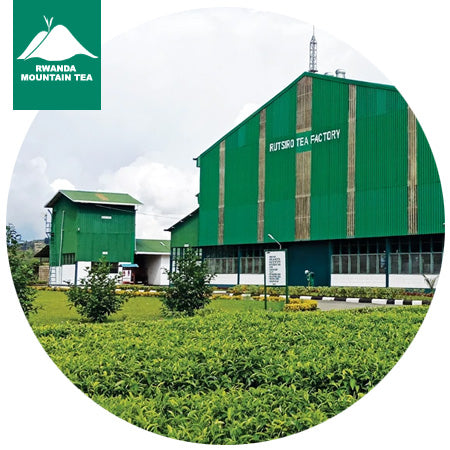 Rutsiro Tea Plantation, Rwanda – BRUU Tea Club
